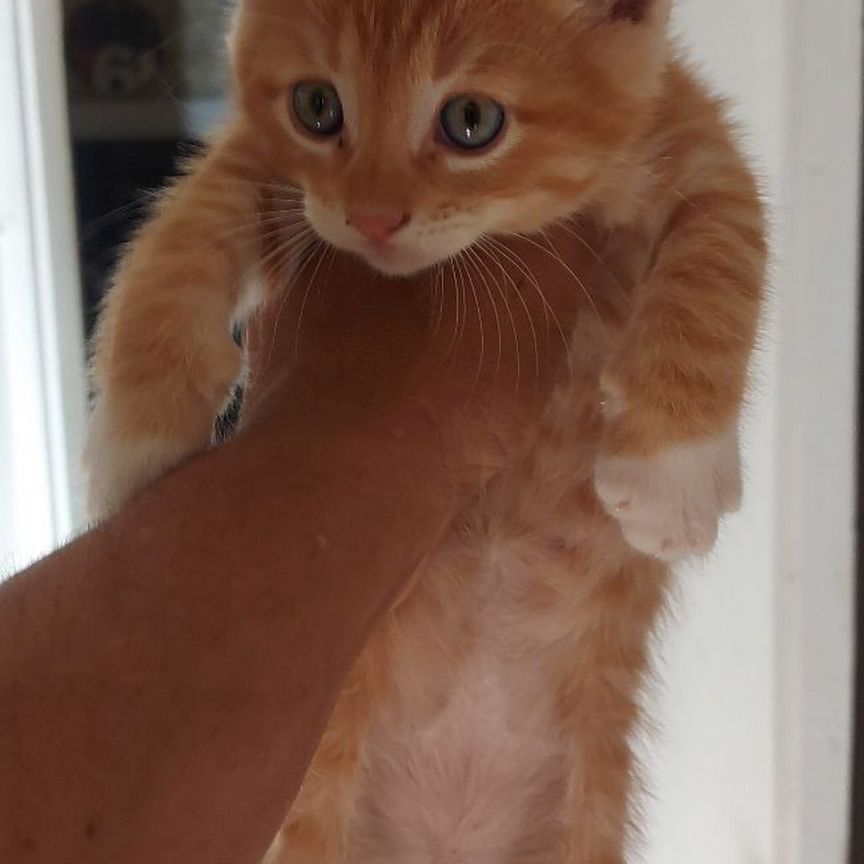 Мейкуны помесные