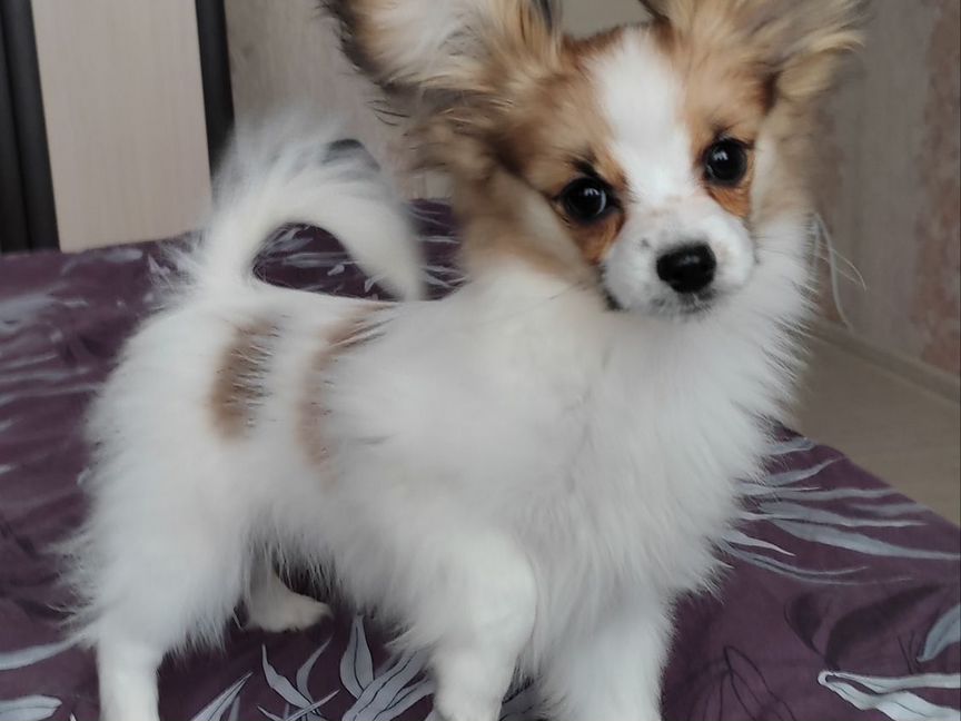 Щенки папийона