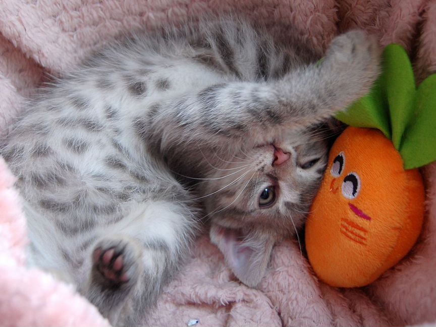 Красавчик Барсик