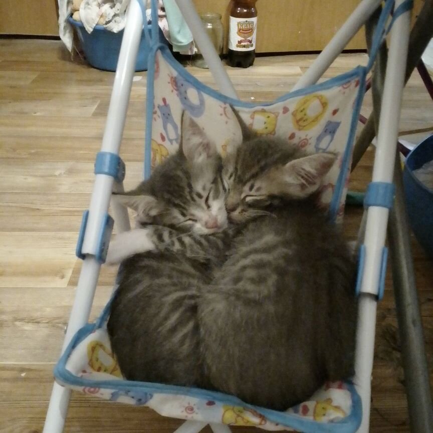 Отдам котенка в добрые руки