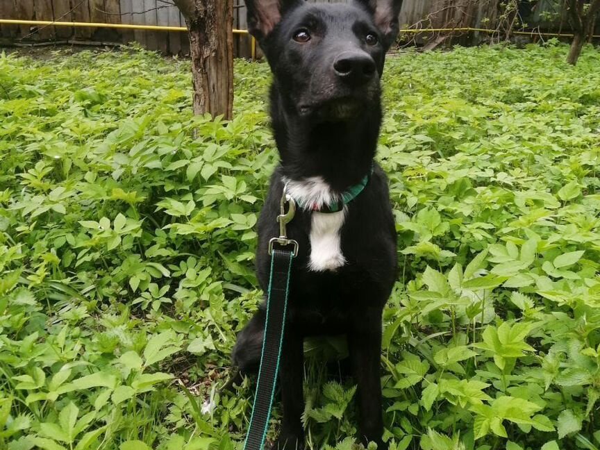 Щенок в добрые руки