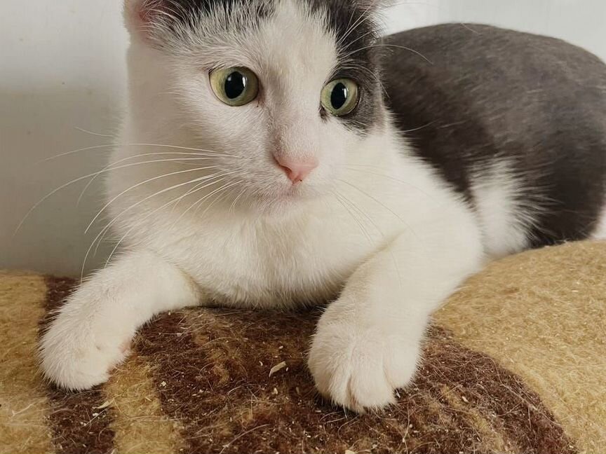 Нежная Фисташка