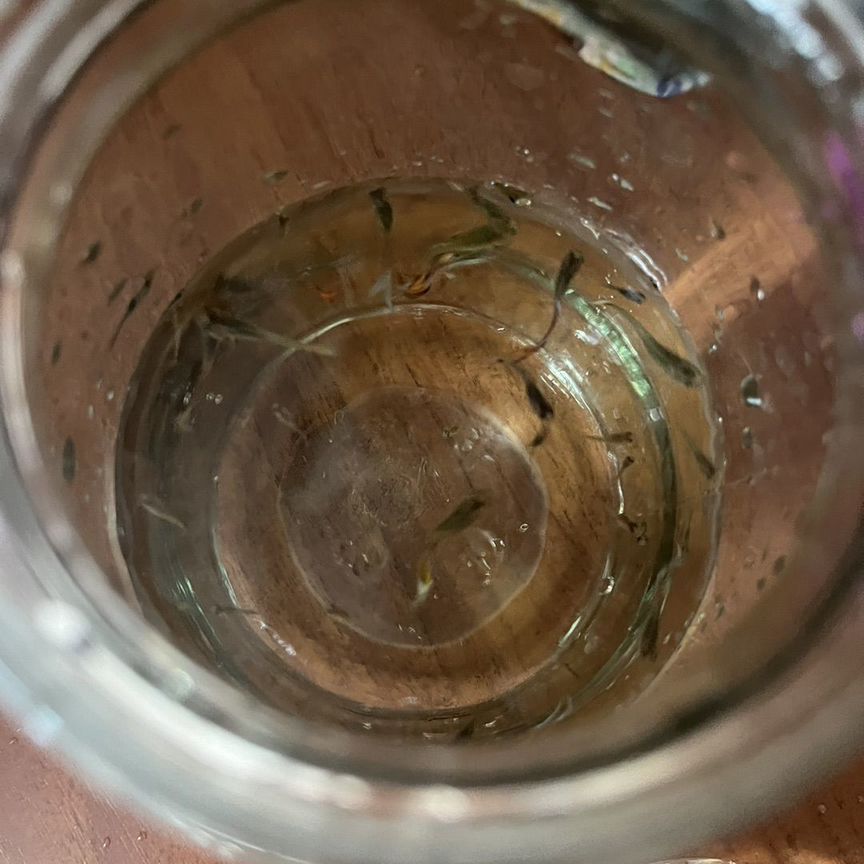 Мальки гуппика(рыбки в аквариум)