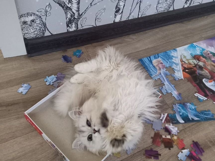 Манчкин котик