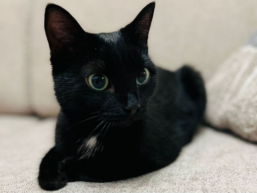 Котёнок 8 мес в добрые руки