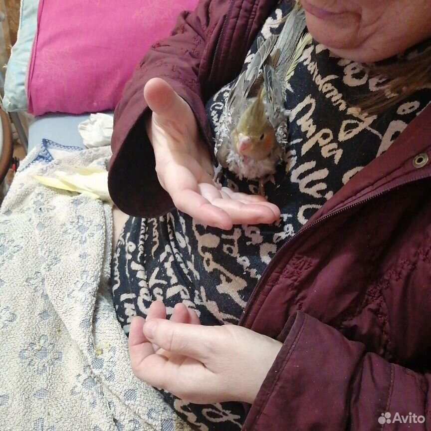 Птенцы кореллы