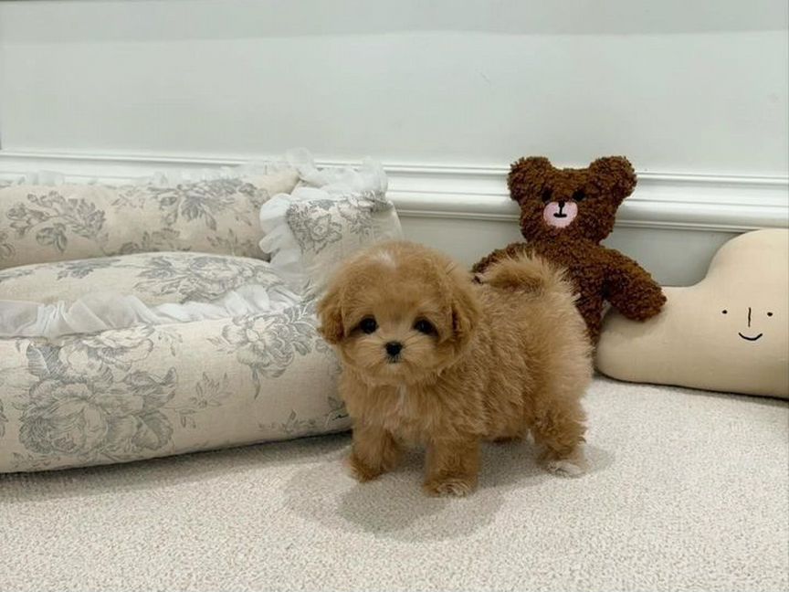 Мини щенок девочка мальтипу из Кореи