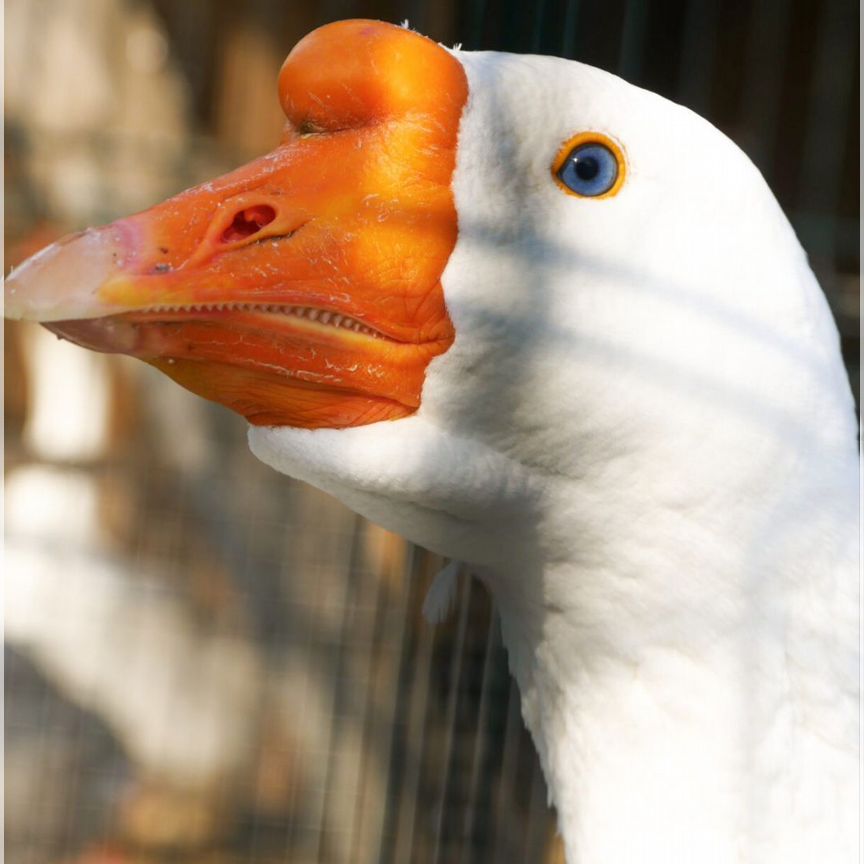 Холмогорские гуси