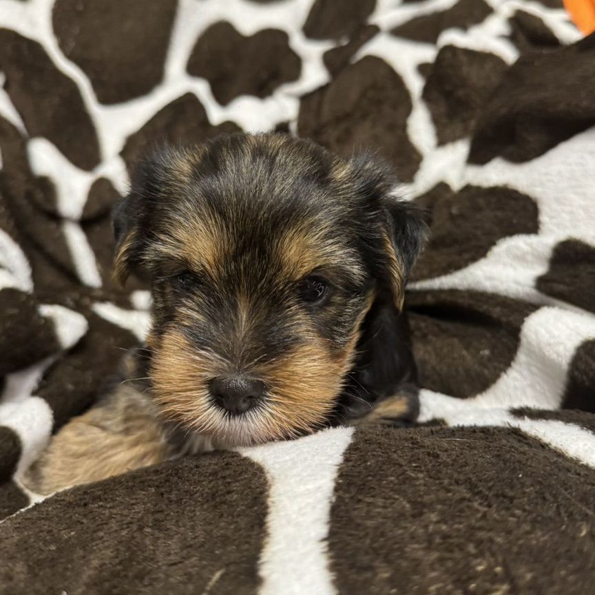 Йоркширский терьер щенки стандарт