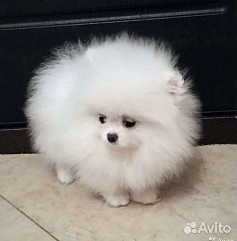 Померанский шпиц мини