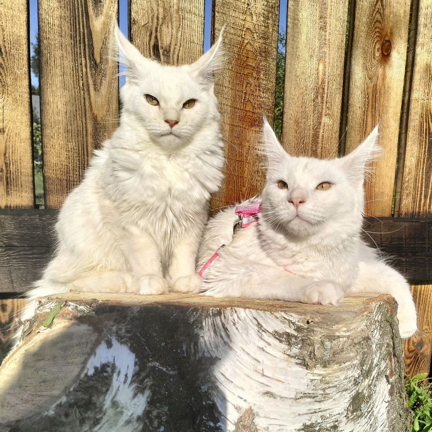Котята Мейн-кун с документами