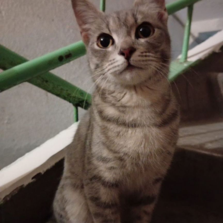 Котенок бесплатно