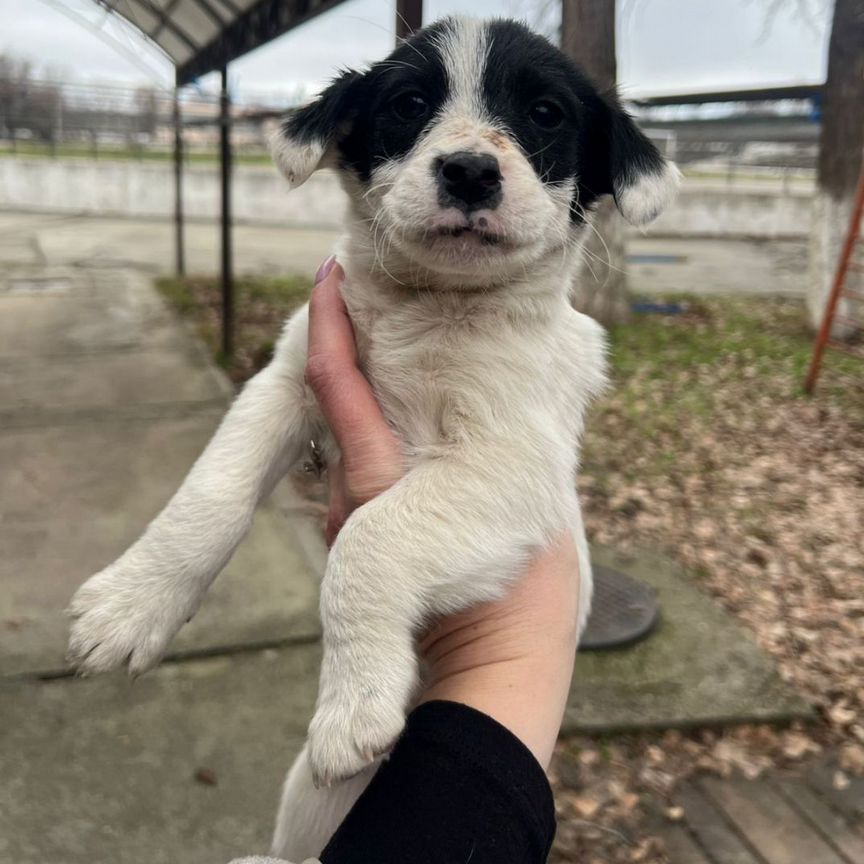 Очаровательная малышка в поисках дома