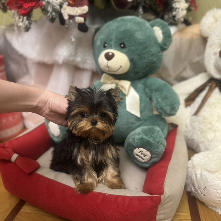 Йорк супер мини на 1 кг взросл