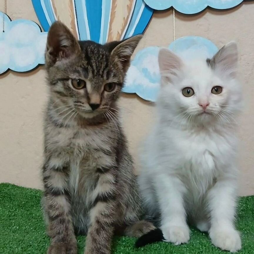 Котята в добрые руки