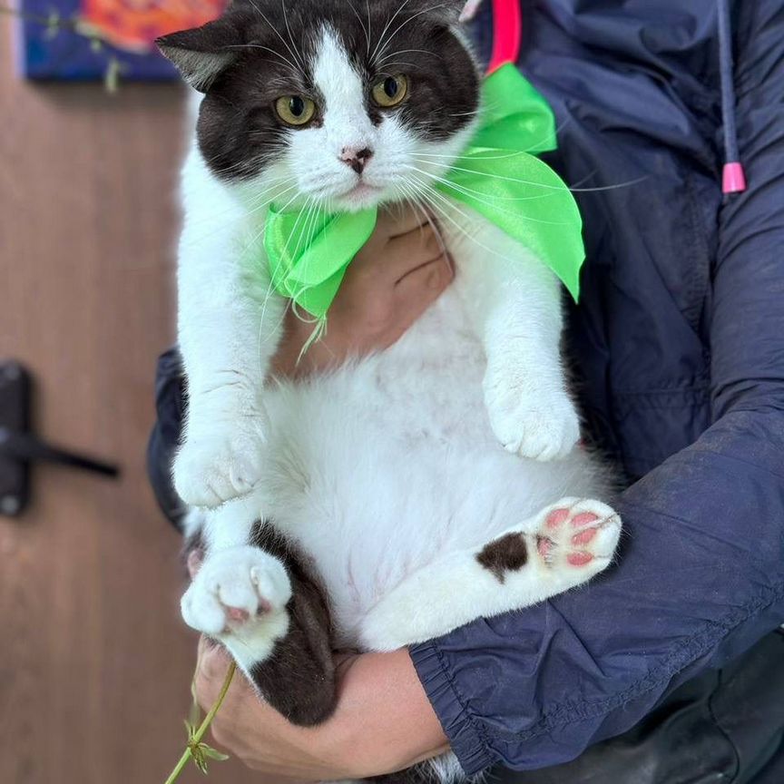 Кот в добрые руки