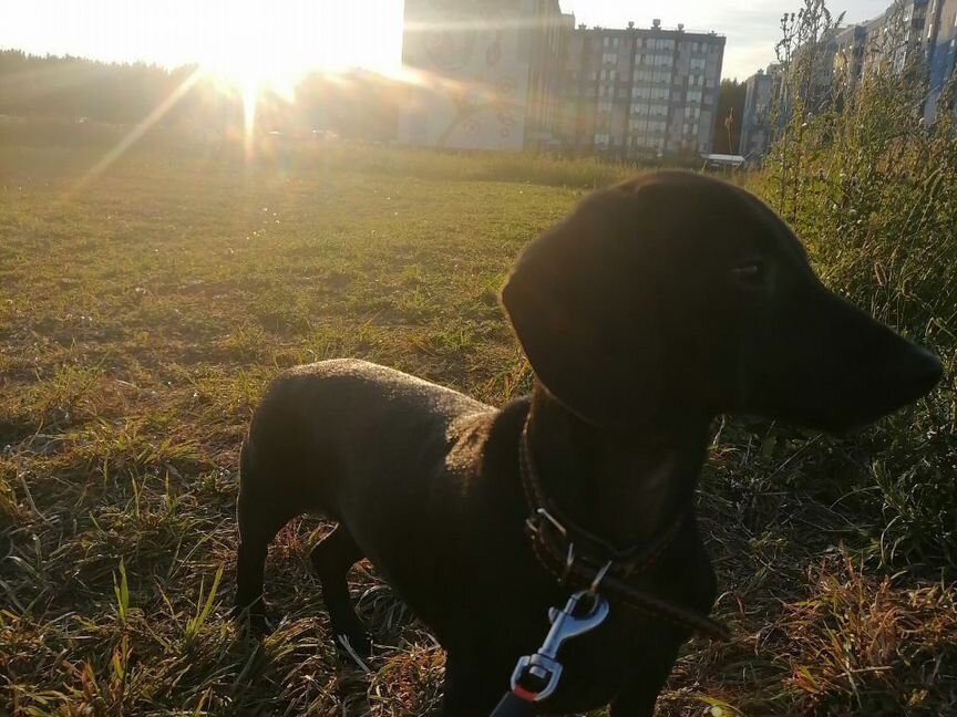Такса бесплатно