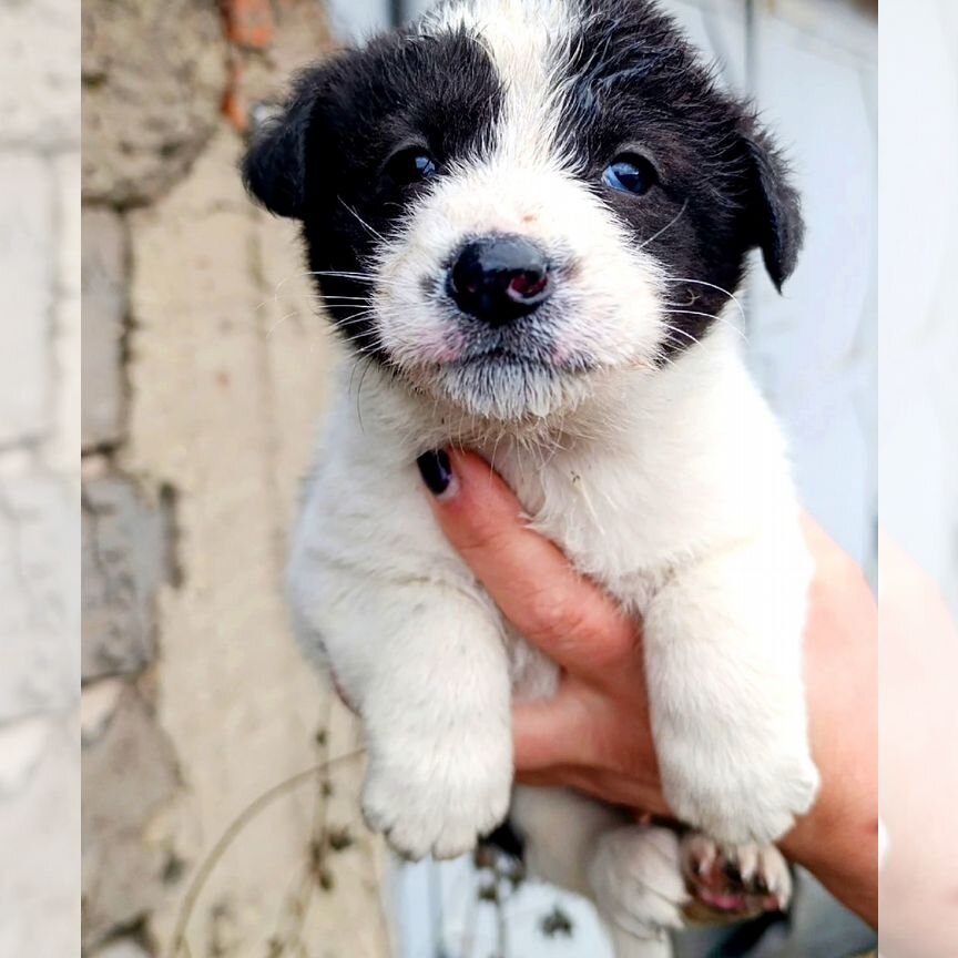 Щенок в добрые руки