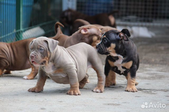 Девочка Американский булли