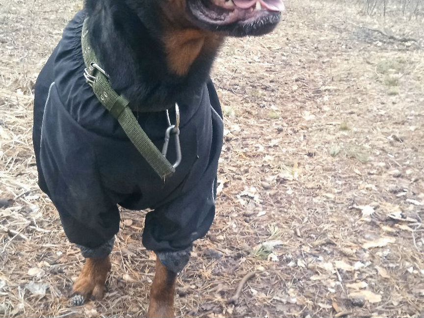 Щенки ротвейлера продажа