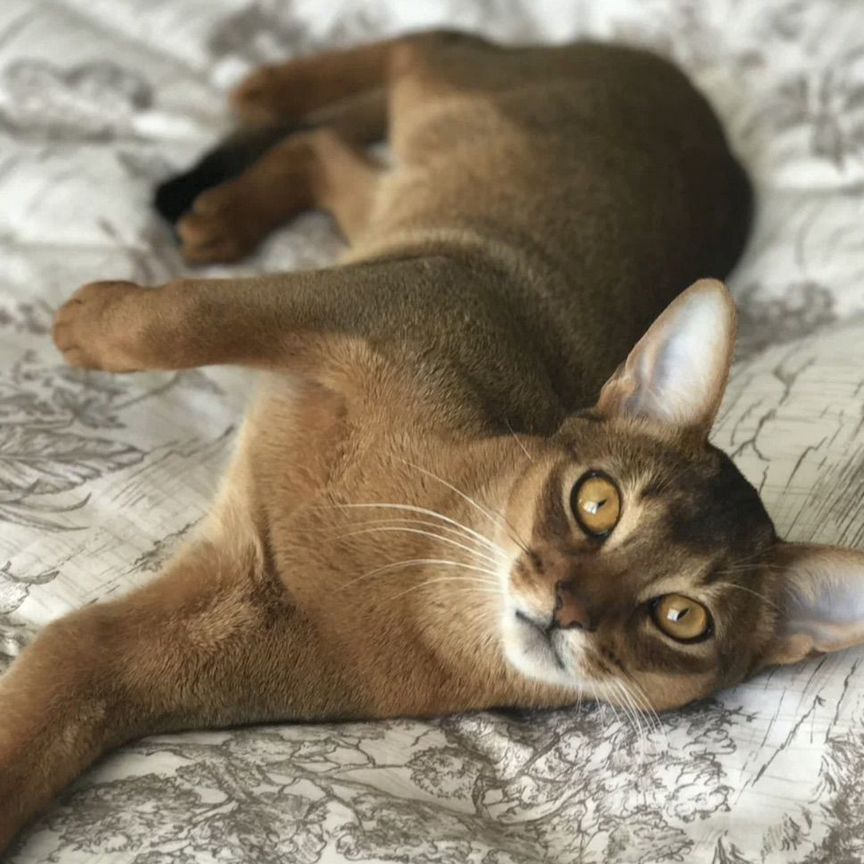 Абиссинский, взрослый кот