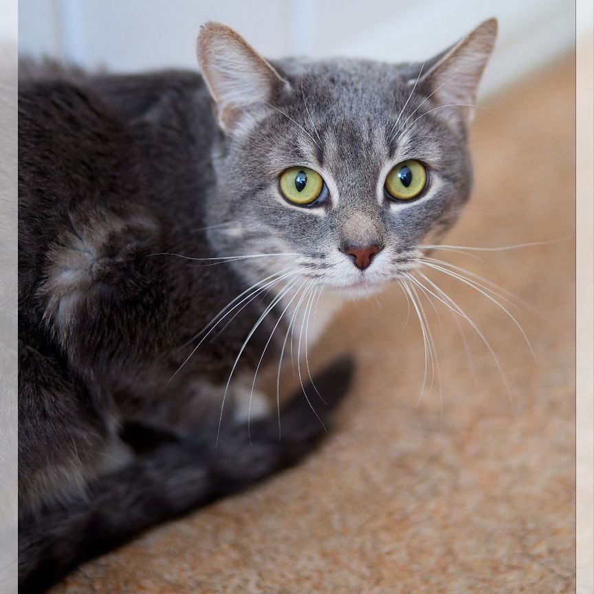 Взрослый кот в добрые руки