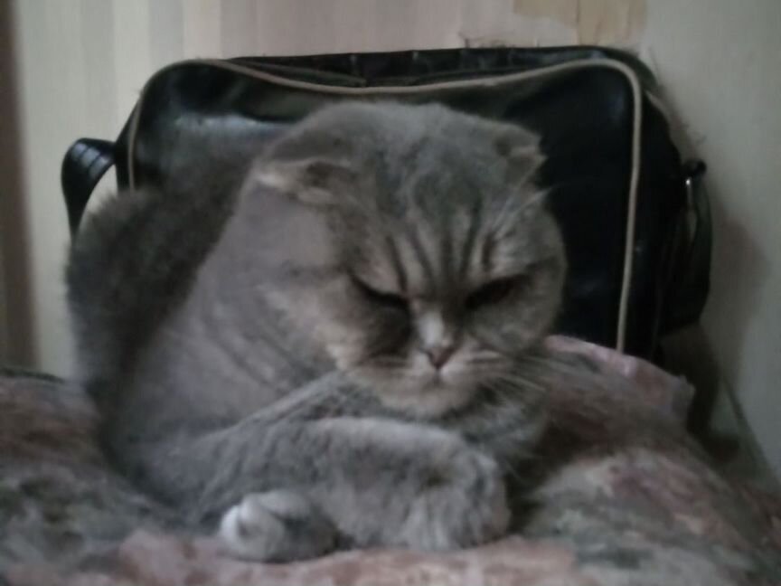 Шотландская скотиш фолд