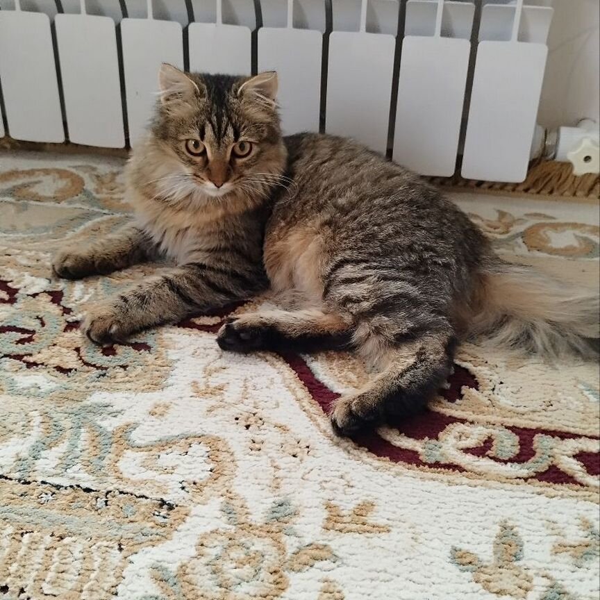 Отдаю в хорошую руку