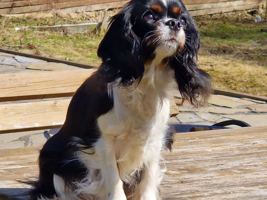 Девочка Кавалер Кинг Чарльз Спаниель