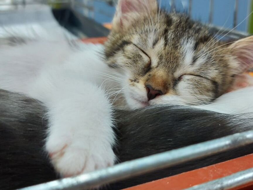 Котенок в дар 1,5 мес мальчики