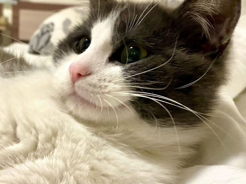 Новый дом для котика