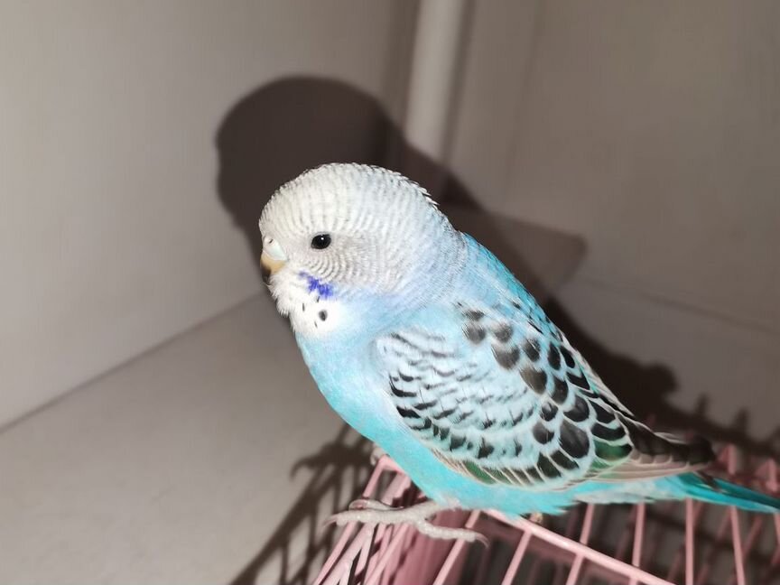 Волнистый попугай самка черноклювик