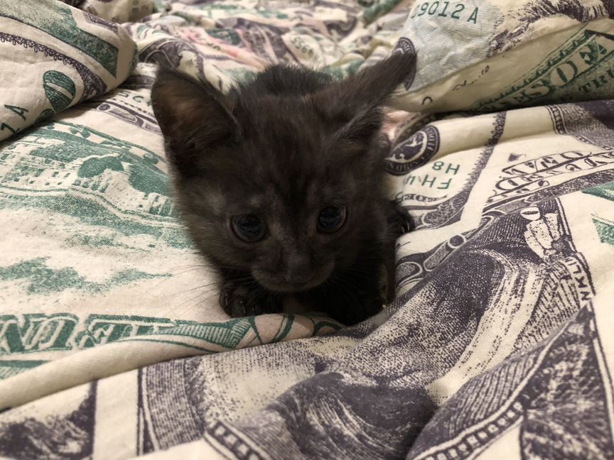 Черный котенок в добрые руки