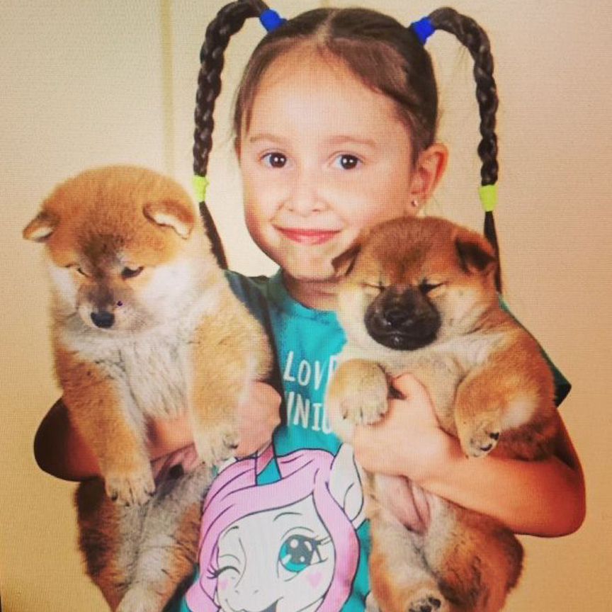 Щенки сиба ину