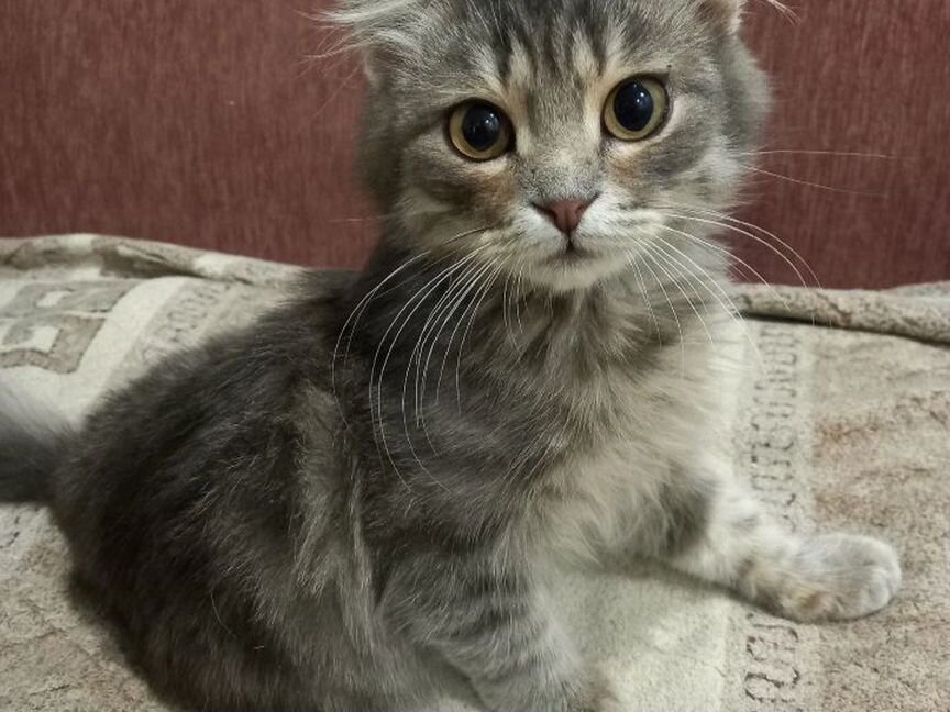 Котенок в добрые руки