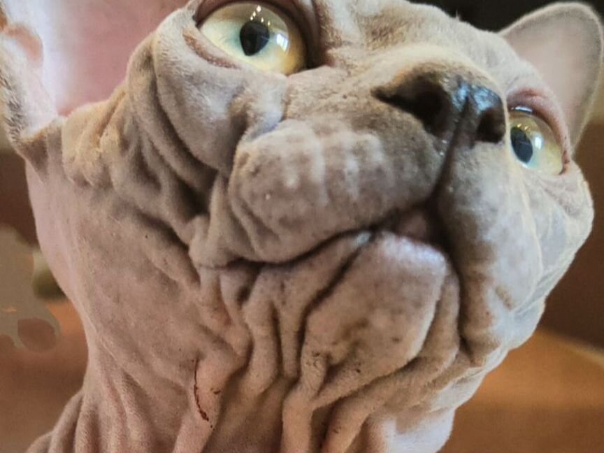 Канадский сфинкс мальчик