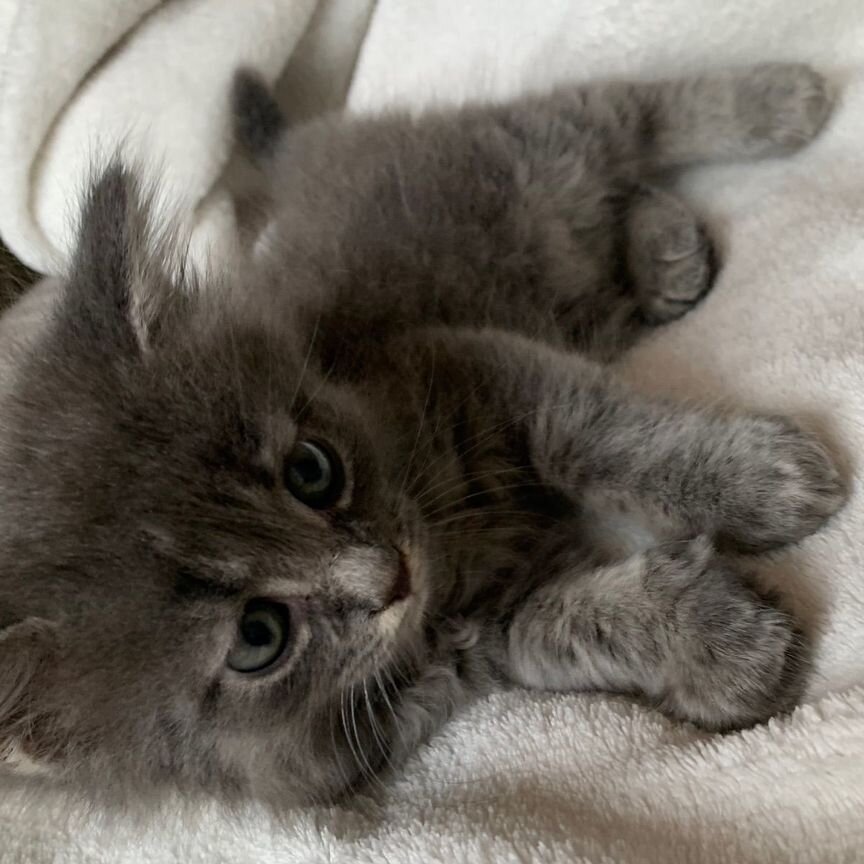 Котенок мальчик серый