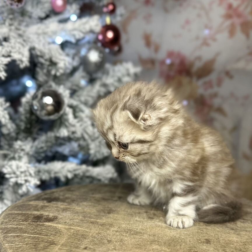 Шотландский вислоухий длинношёрстный котёнок