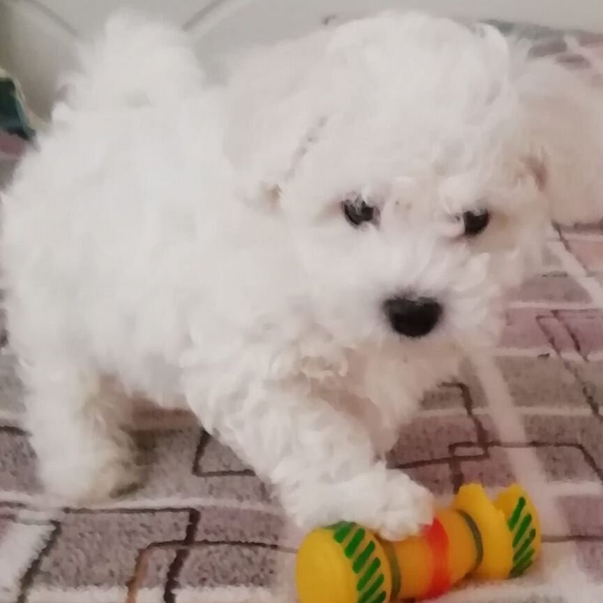 Бишон фризе, щенок