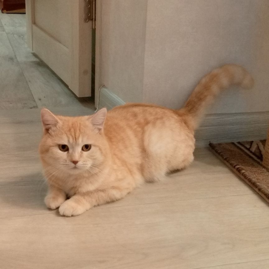 Британский кот