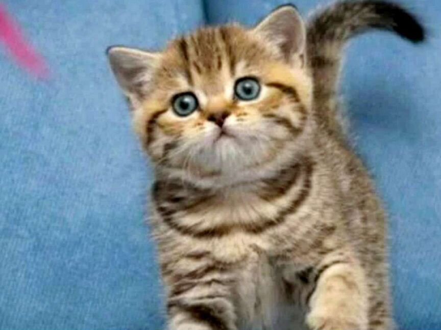 Шотландские Мишки) Тигровый Окрас