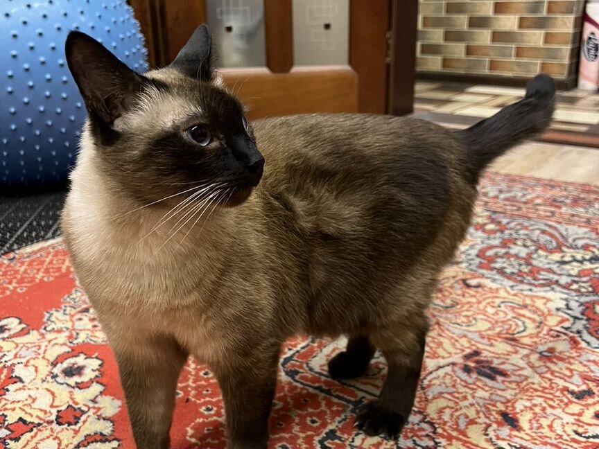 Сиамский котик, Умер хозяин