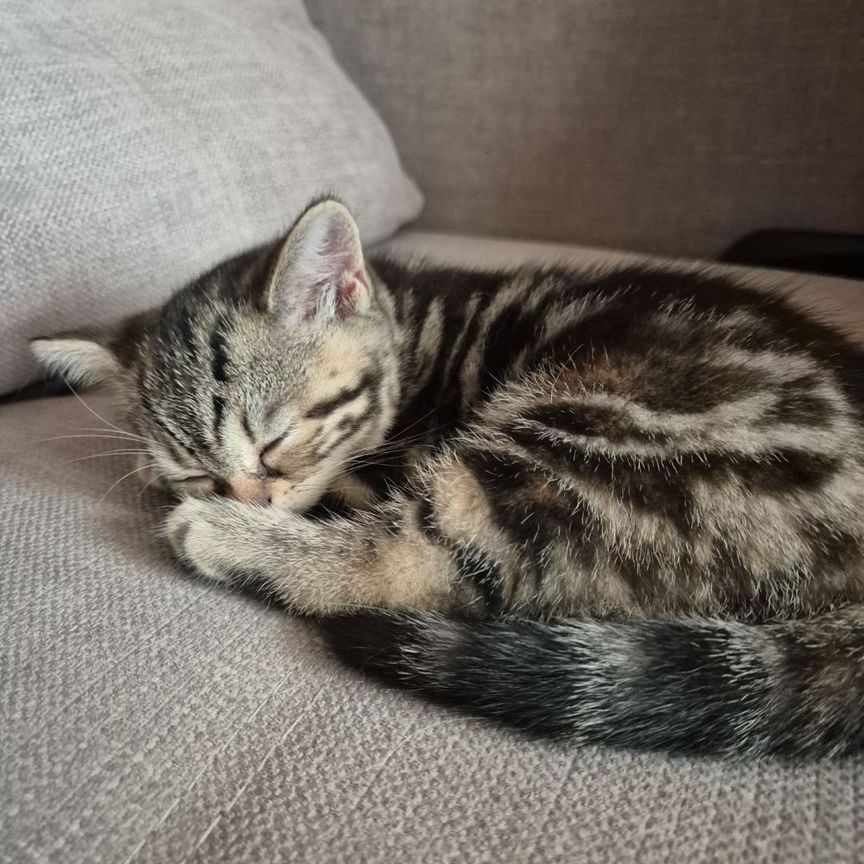 Котенок шотландкой вислоухой