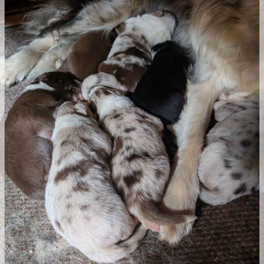 Бордер-колли, щенок