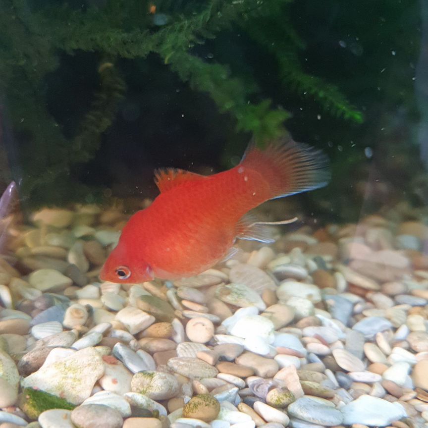 Пицилия красная отбраковка бесплатно