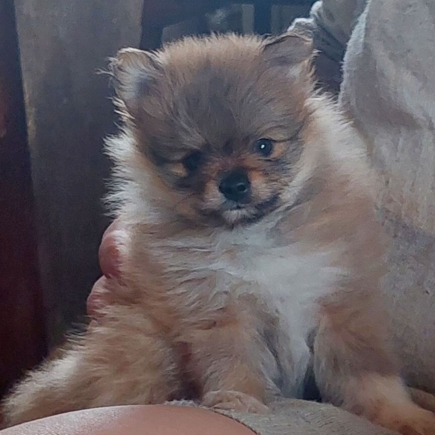 Шпицуля