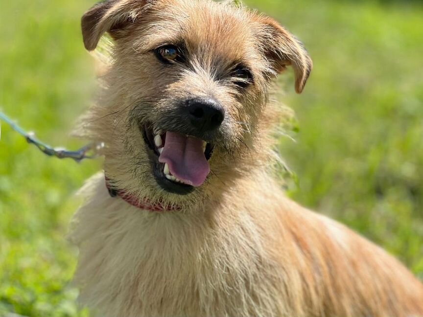 Маленький песик ищет дом