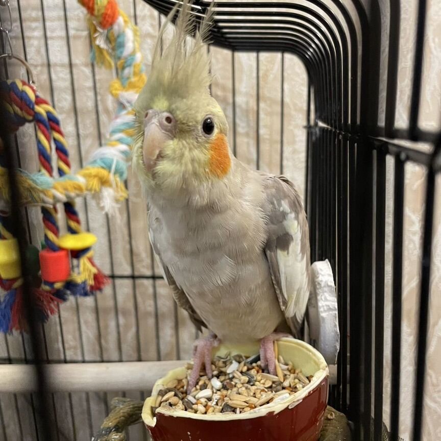 Попугай корелла