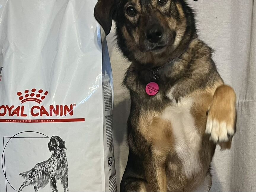 Корм для собак Royal Canin Sensitivity Control