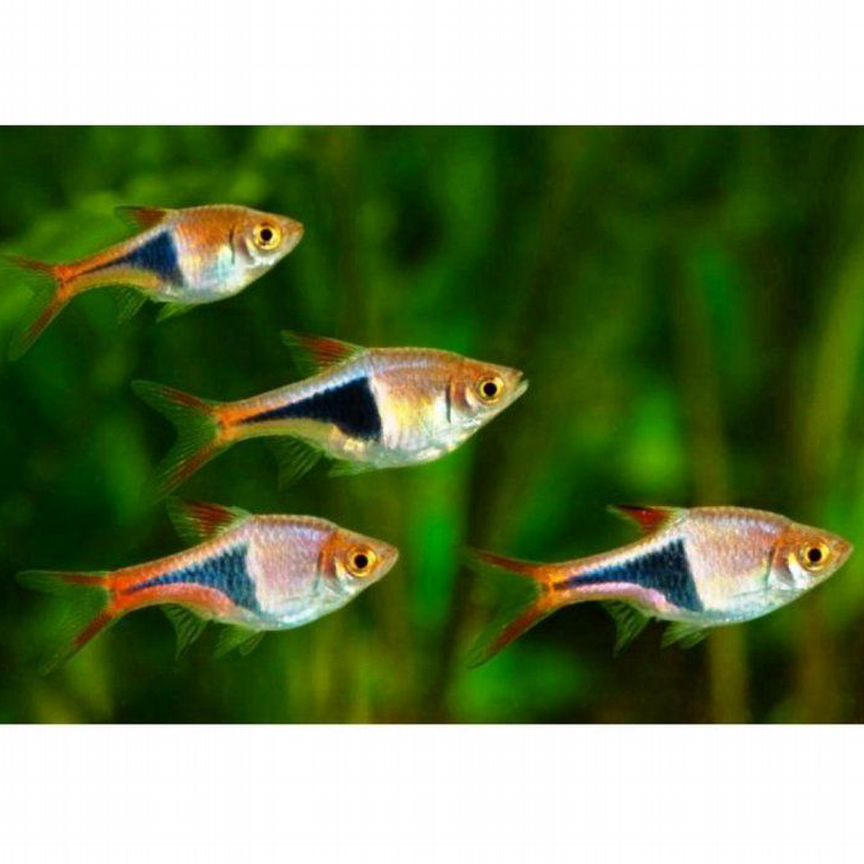 Аквариумные рыбки расбора